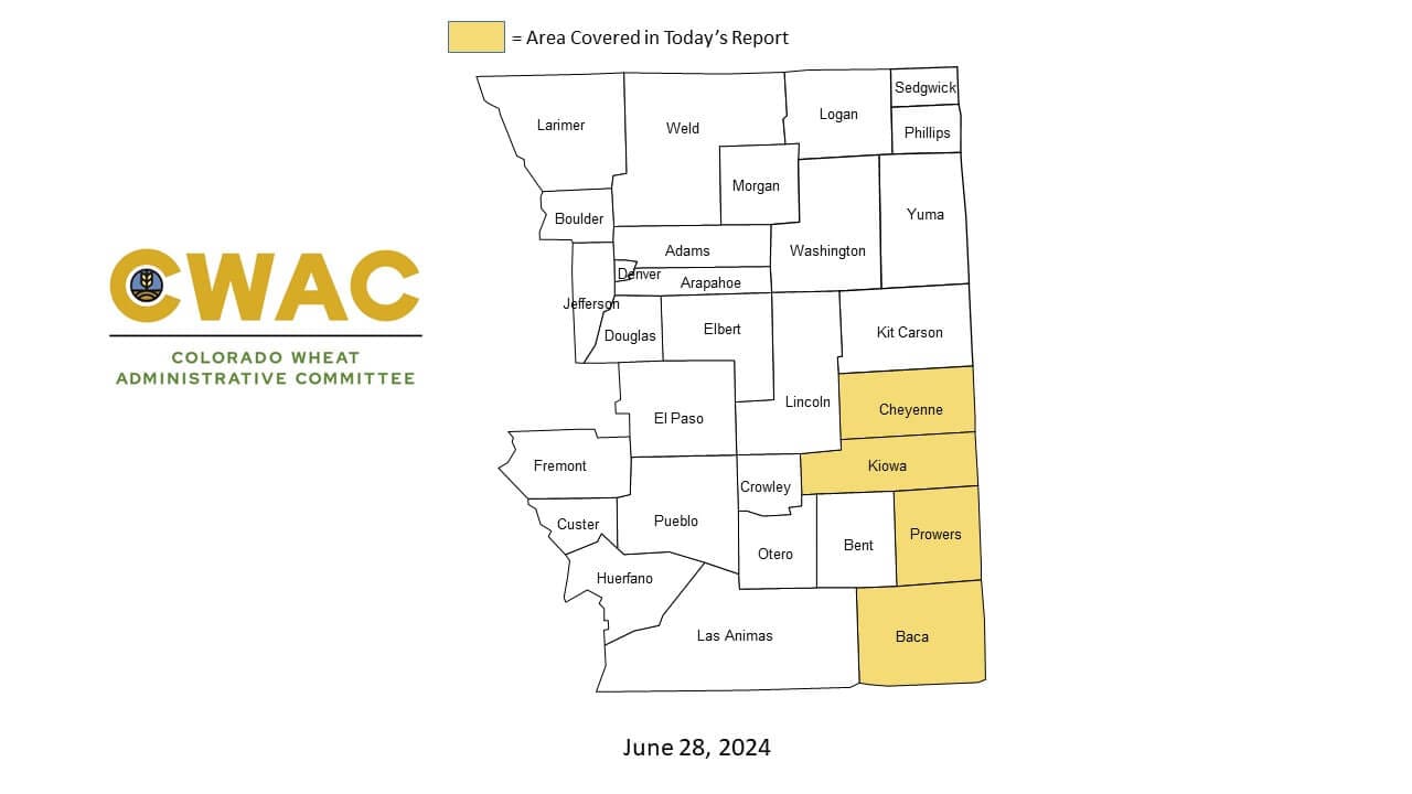 2024 Colorado Wheat Harvest Report | Colorado Wheat