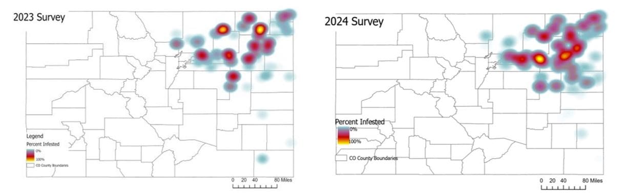 Wheat Entomology Newsletter - September 18, 2024 | Colorado Wheat