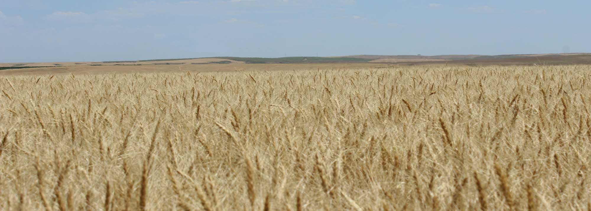 About | Colorado Wheat