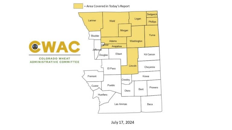 2024 Colorado Wheat Harvest Report | Colorado Wheat