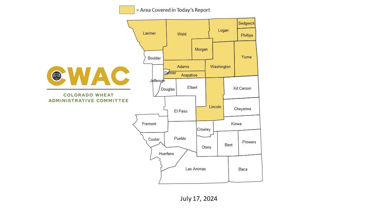 2024 Colorado Wheat Harvest Report | Colorado Wheat