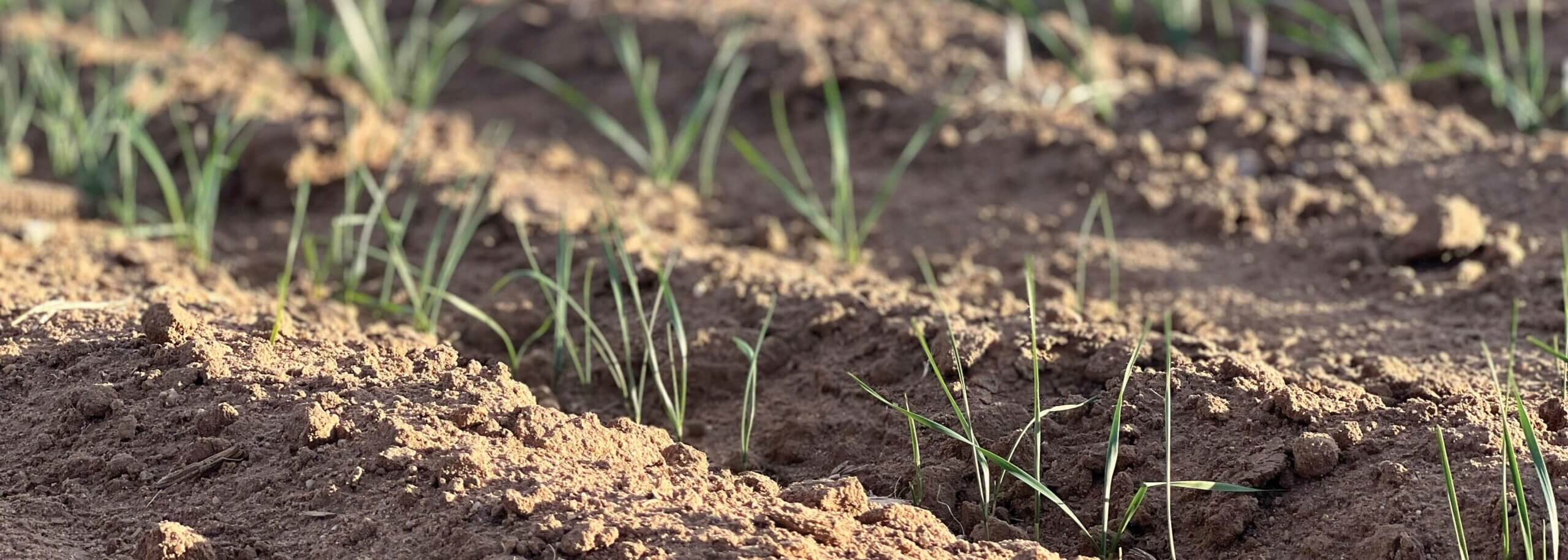 Coaxium | Colorado Wheat